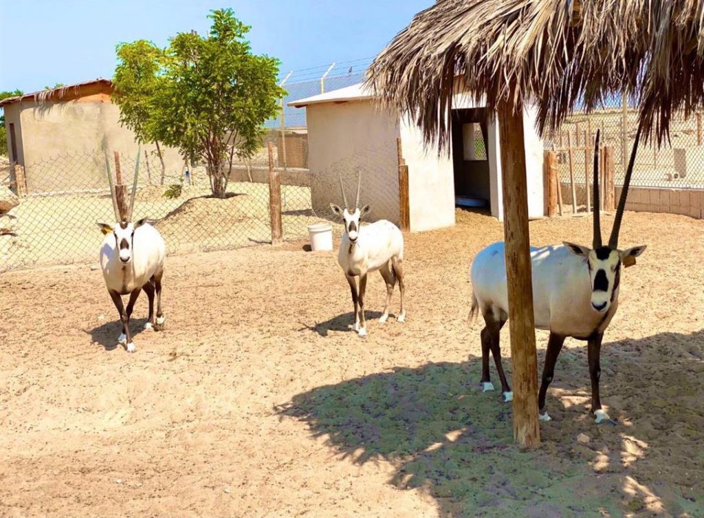The Al Qamra Beach Park and the Al Shuaa Nature Reserve in Al Khor City ...